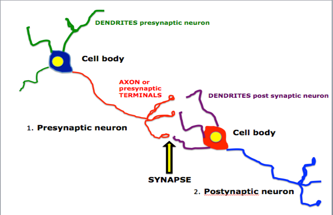 Basics: The Human Brain – Dementia Awareness Research Group of Trinidad ...